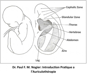 Nogier Auriculotherapy – Absolute wellness